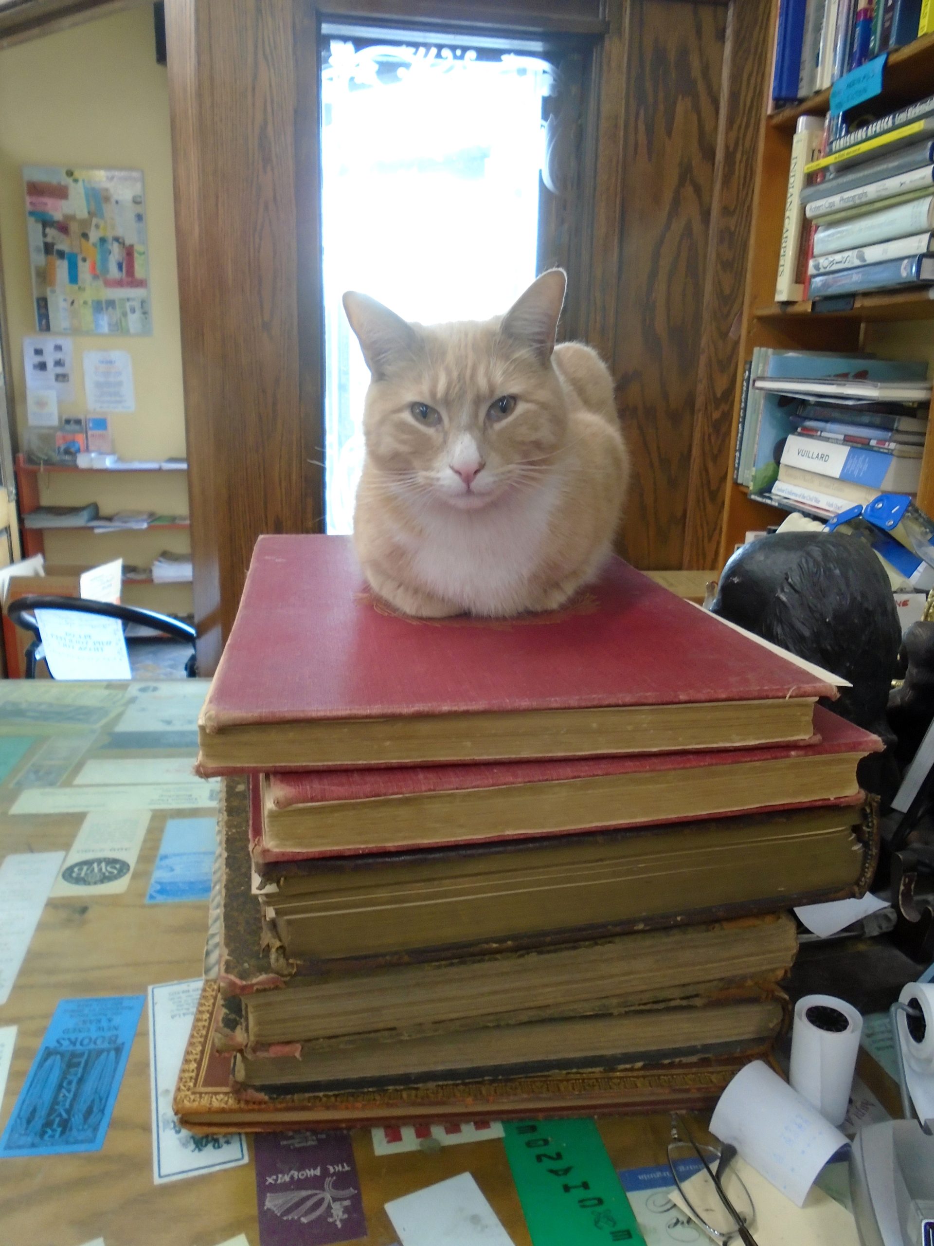 Pet Gallery – The Iliad Bookshop